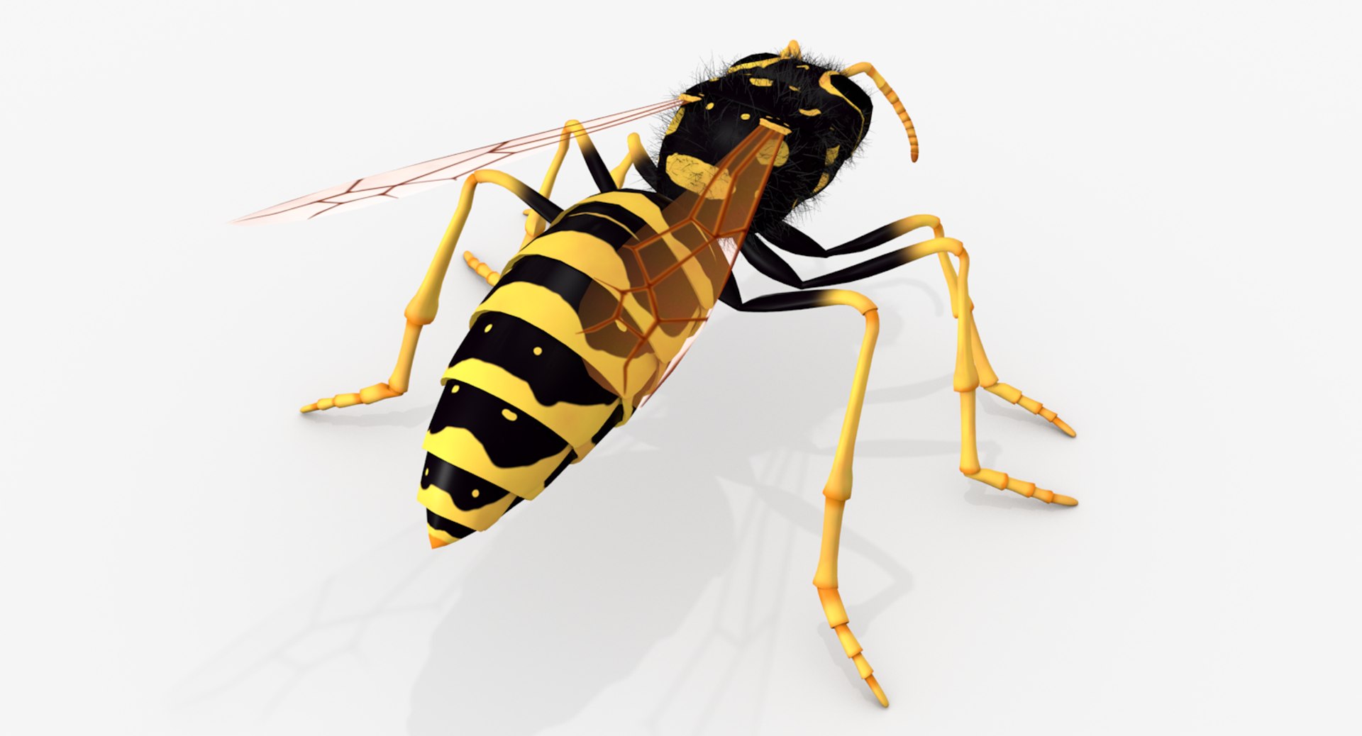 Realistic Wasp - 3d Model