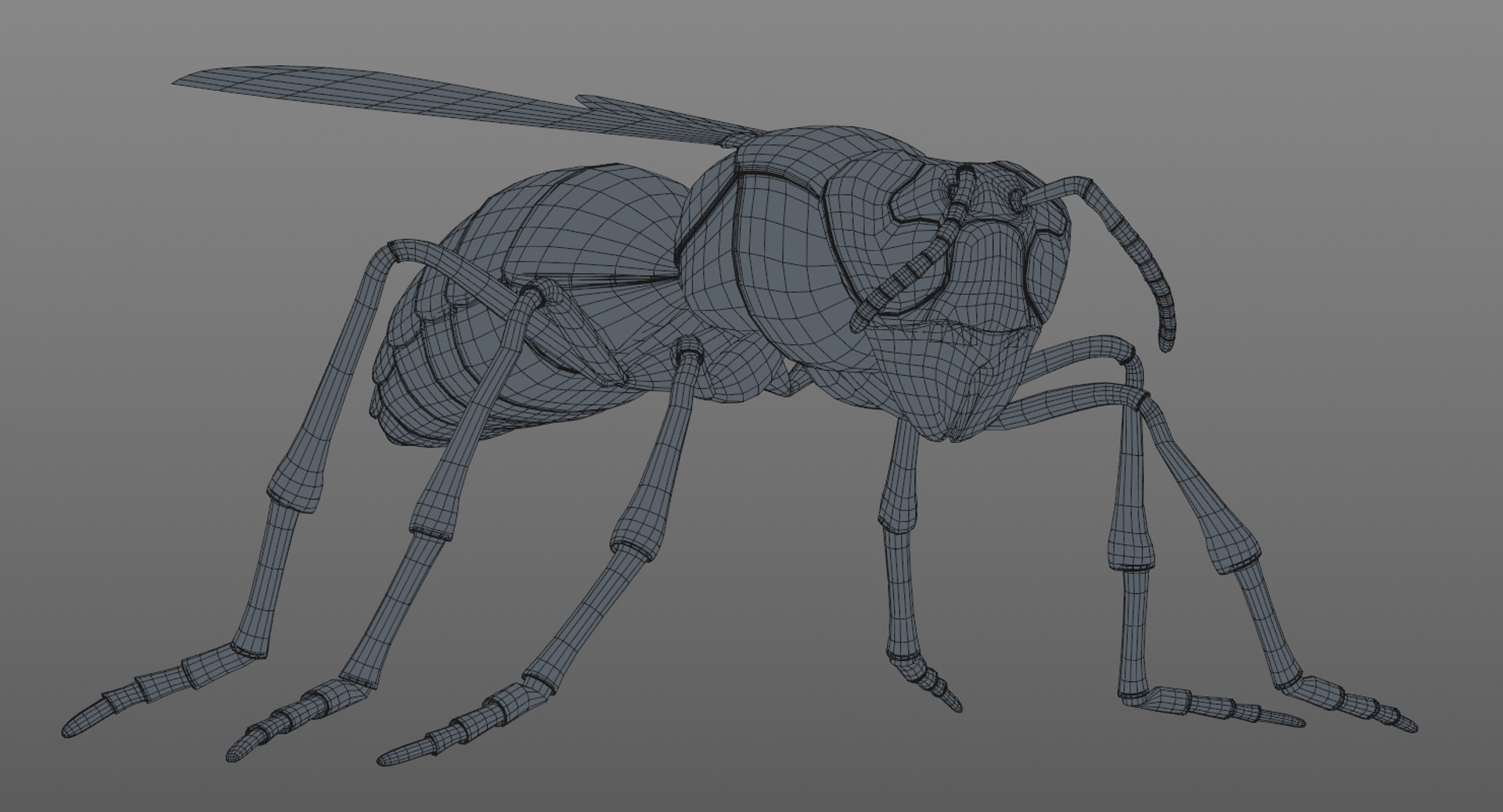 Realistic Wasp - 3d Model