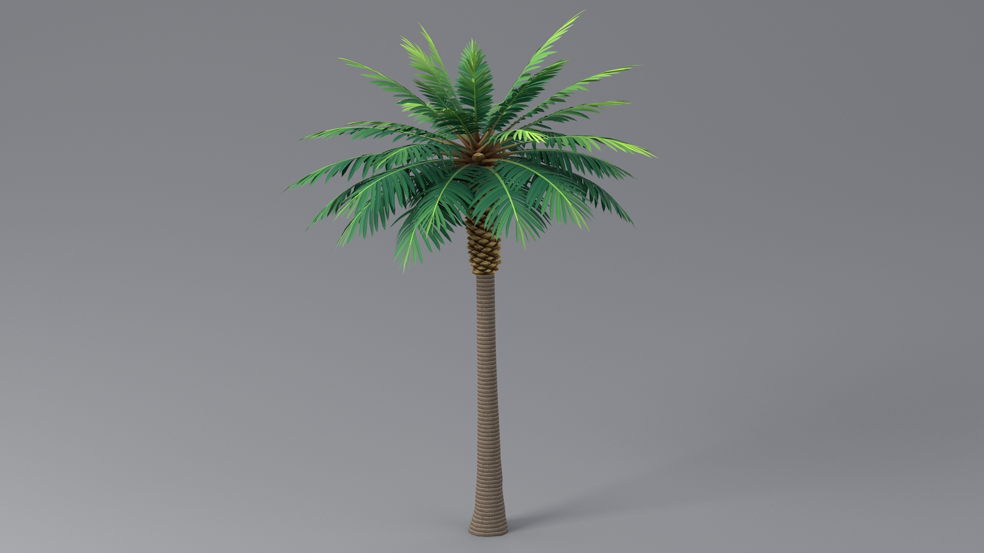 Cartoon Palm Tree 02 3D Model - TurboSquid 1941524