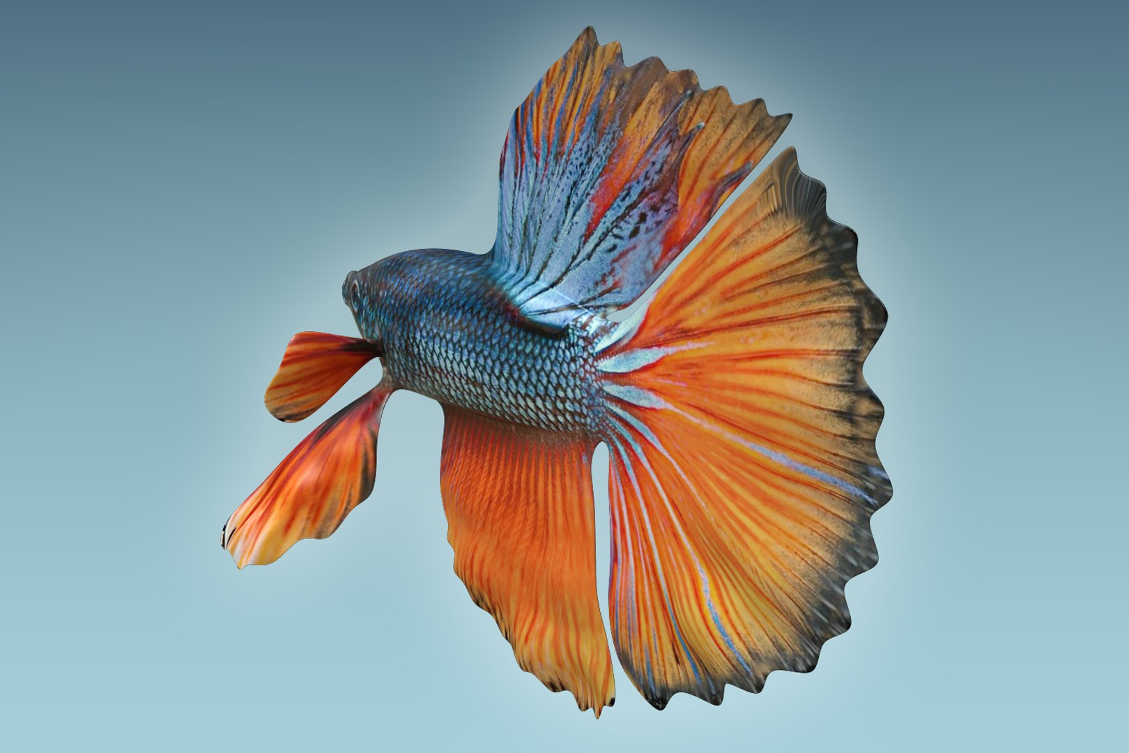 3D Model Betta Fish - TurboSquid 1206008