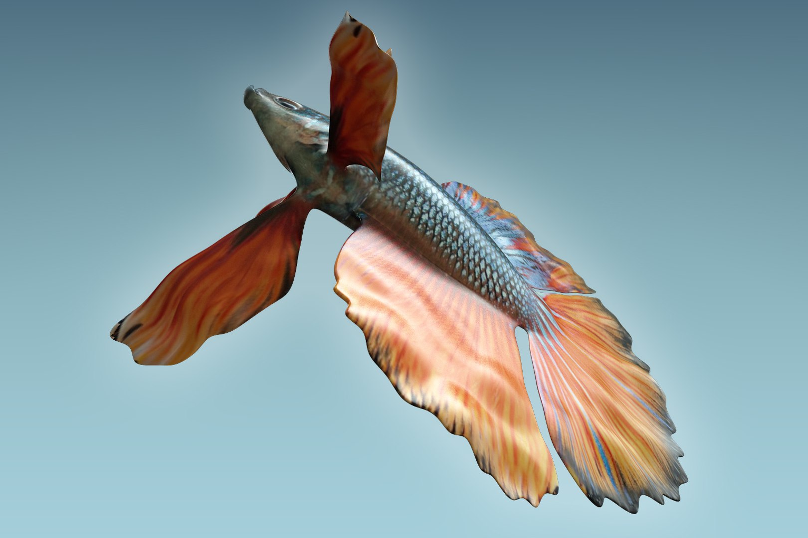 3D Model Betta Fish - TurboSquid 1206008