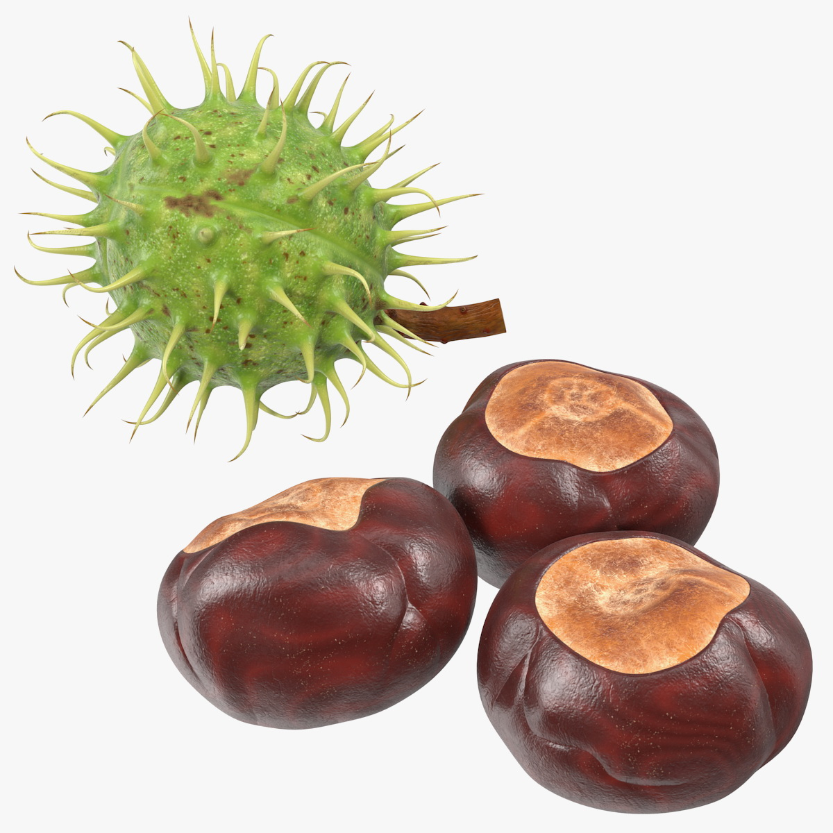 Horse chestnut set nut 3D - TurboSquid 1485046