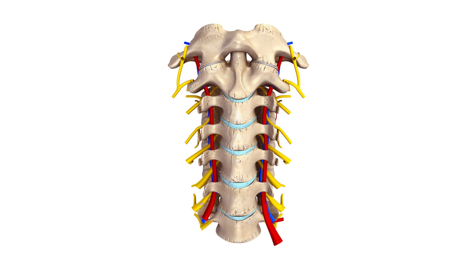 cervical spine ligaments nerves 3d model