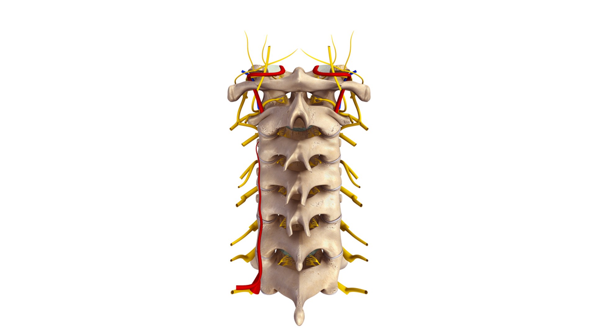 cervical spine ligaments nerves 3d model