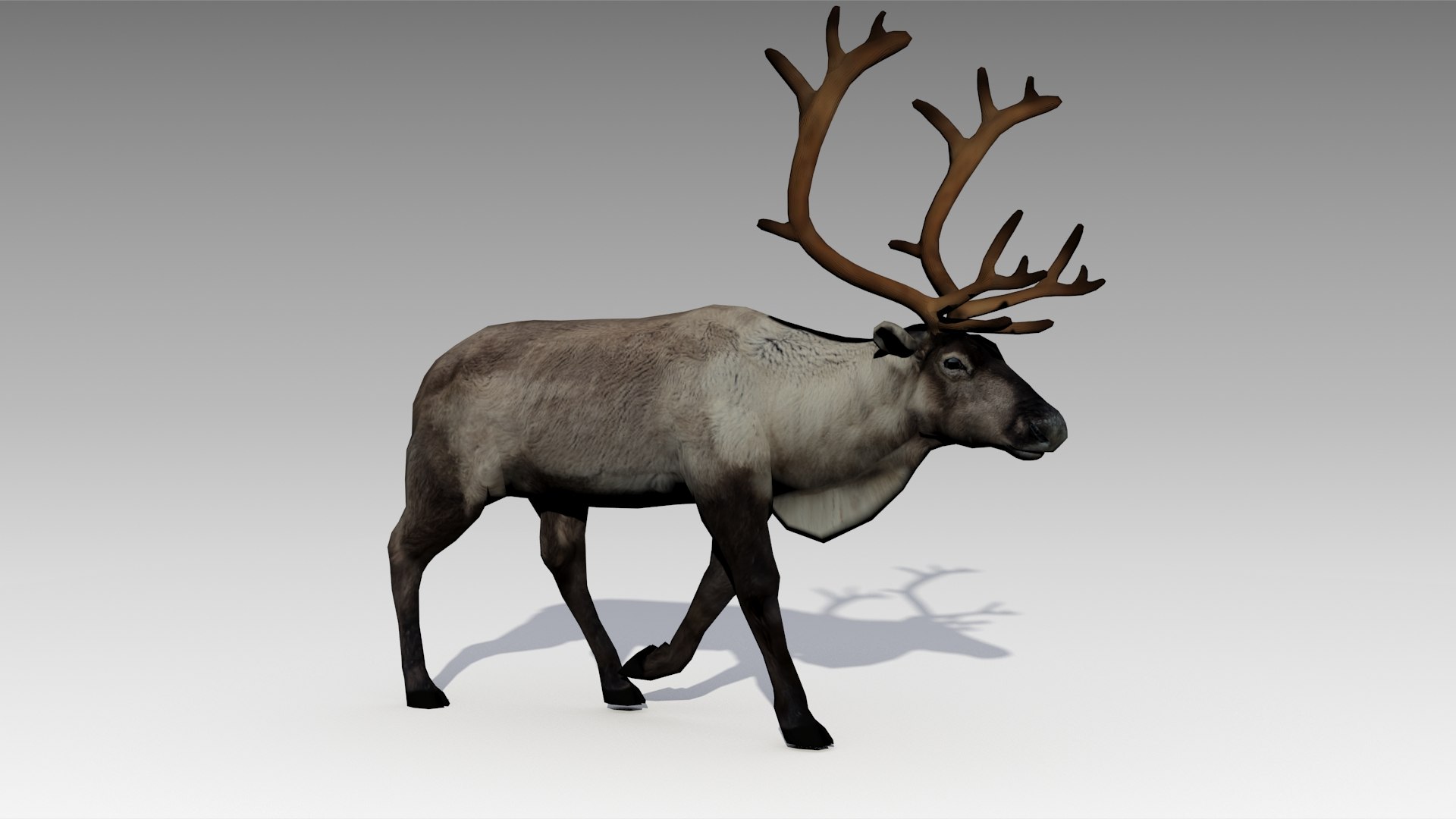 Reindeer Animations 3d Max
