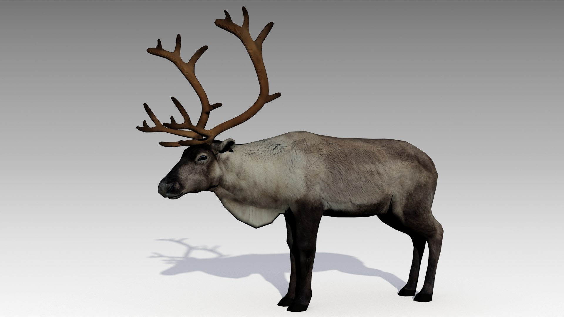 Reindeer Animations 3d Max