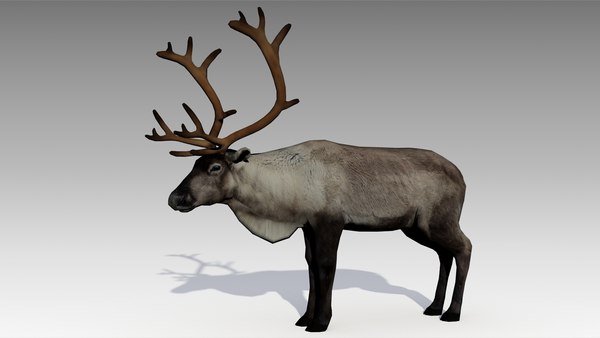 reindeer animations 3d max
