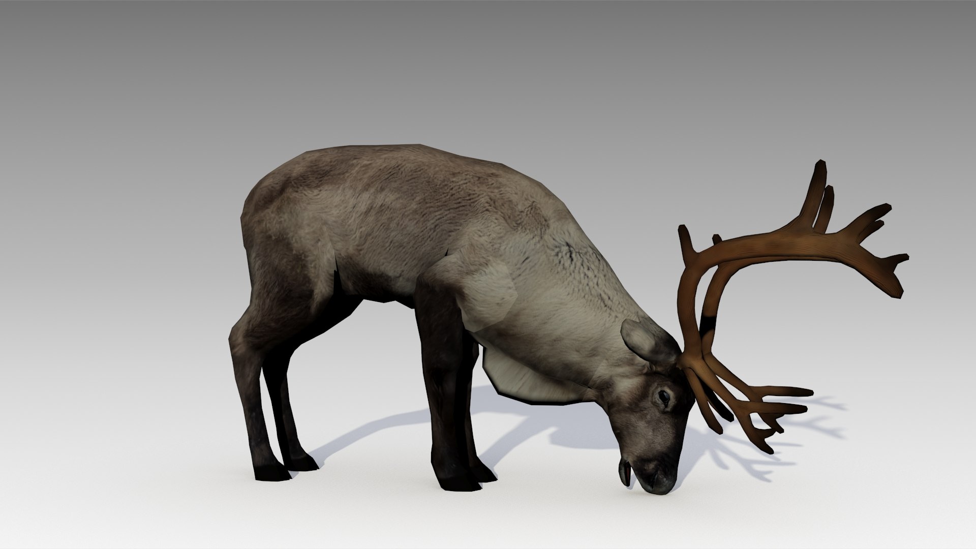 Reindeer Animations 3d Max