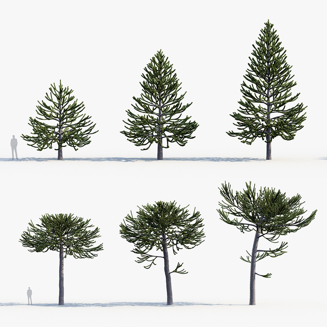 Araucaria Araucana Monkey Puzzle Tree 3D Model - TurboSquid 2048541