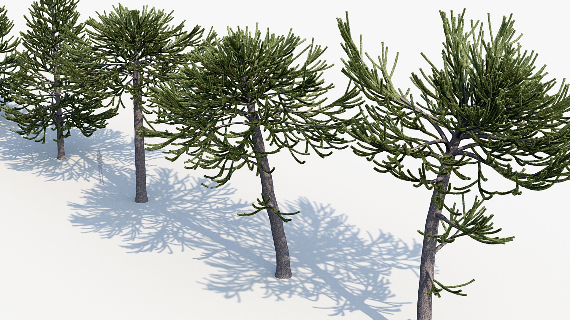 Araucaria Araucana Monkey Puzzle Tree 3D Model - TurboSquid 2048541