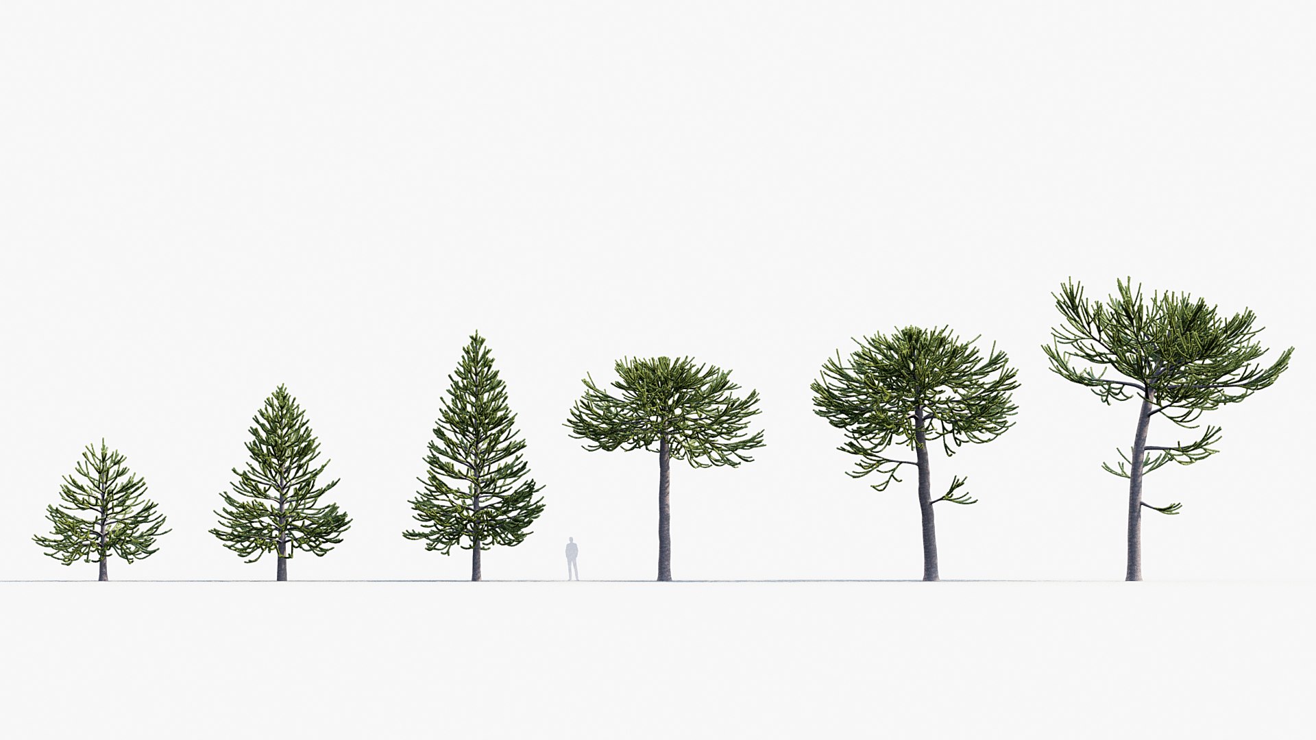 Araucaria Araucana Monkey Puzzle Tree 3D Model - TurboSquid 2048541