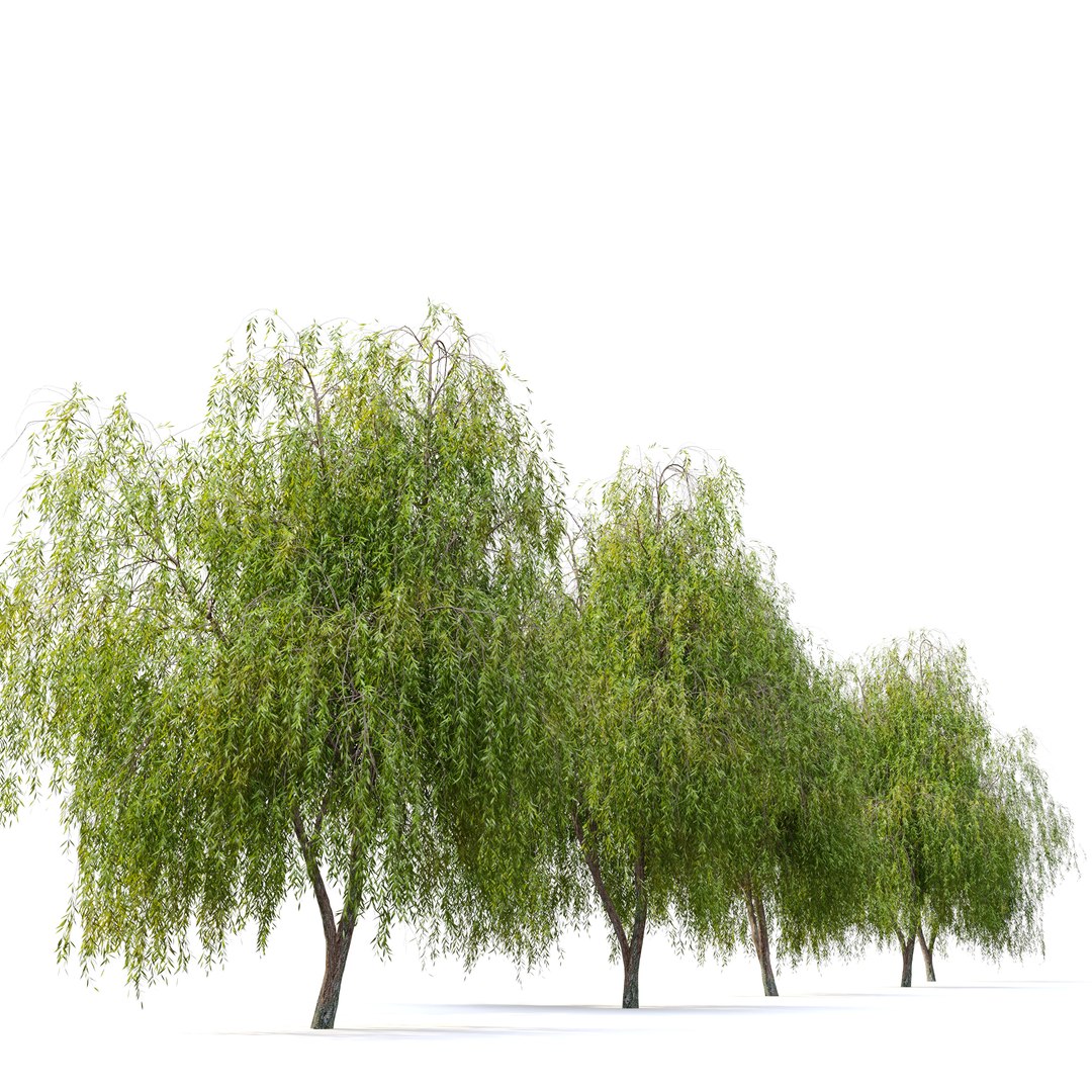 Weeping Willow 2 3D Model - TurboSquid 1949178