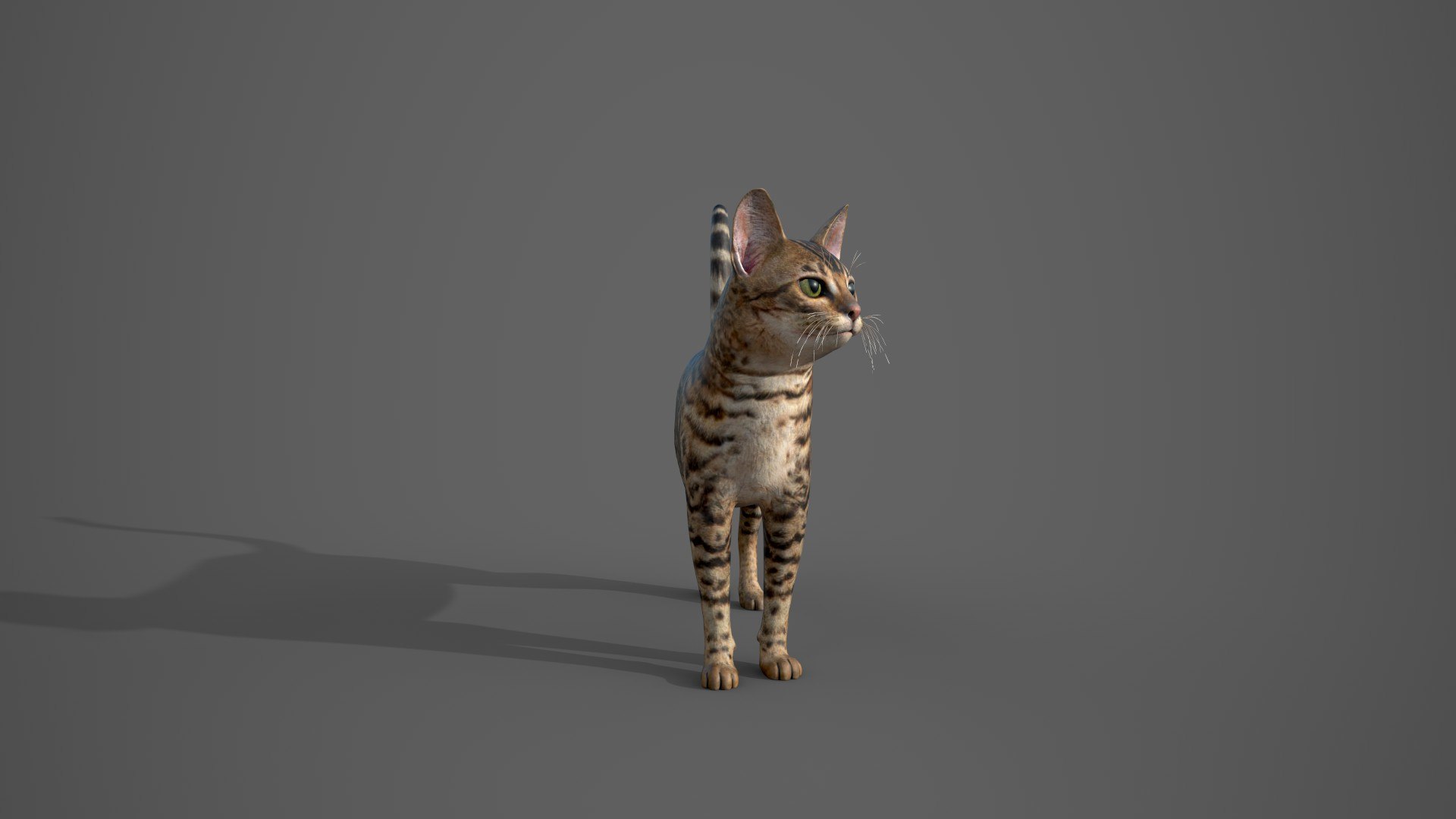 3D Cat Tabby Model - TurboSquid 1990435