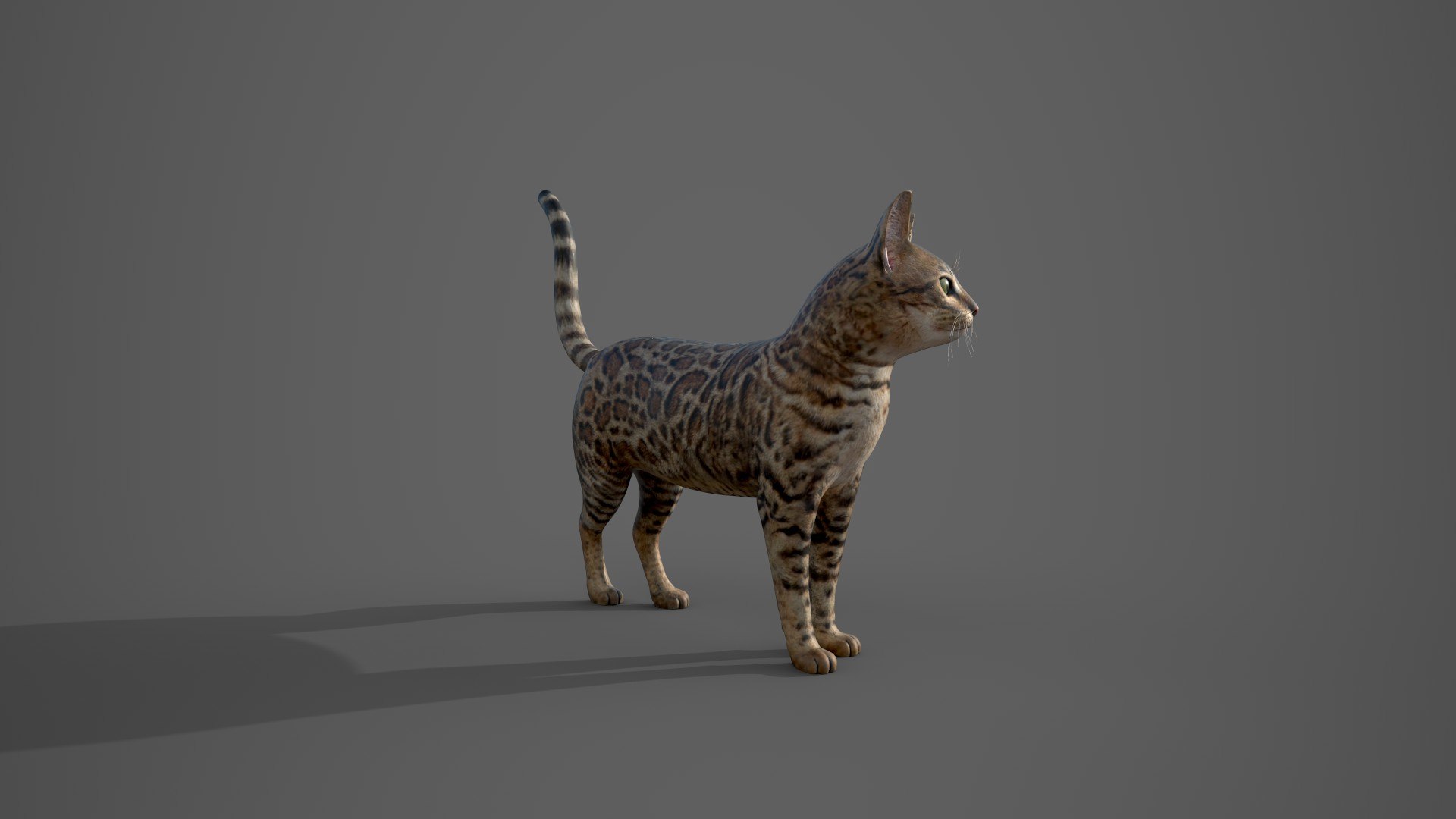 3D Cat Tabby Model - TurboSquid 1990435