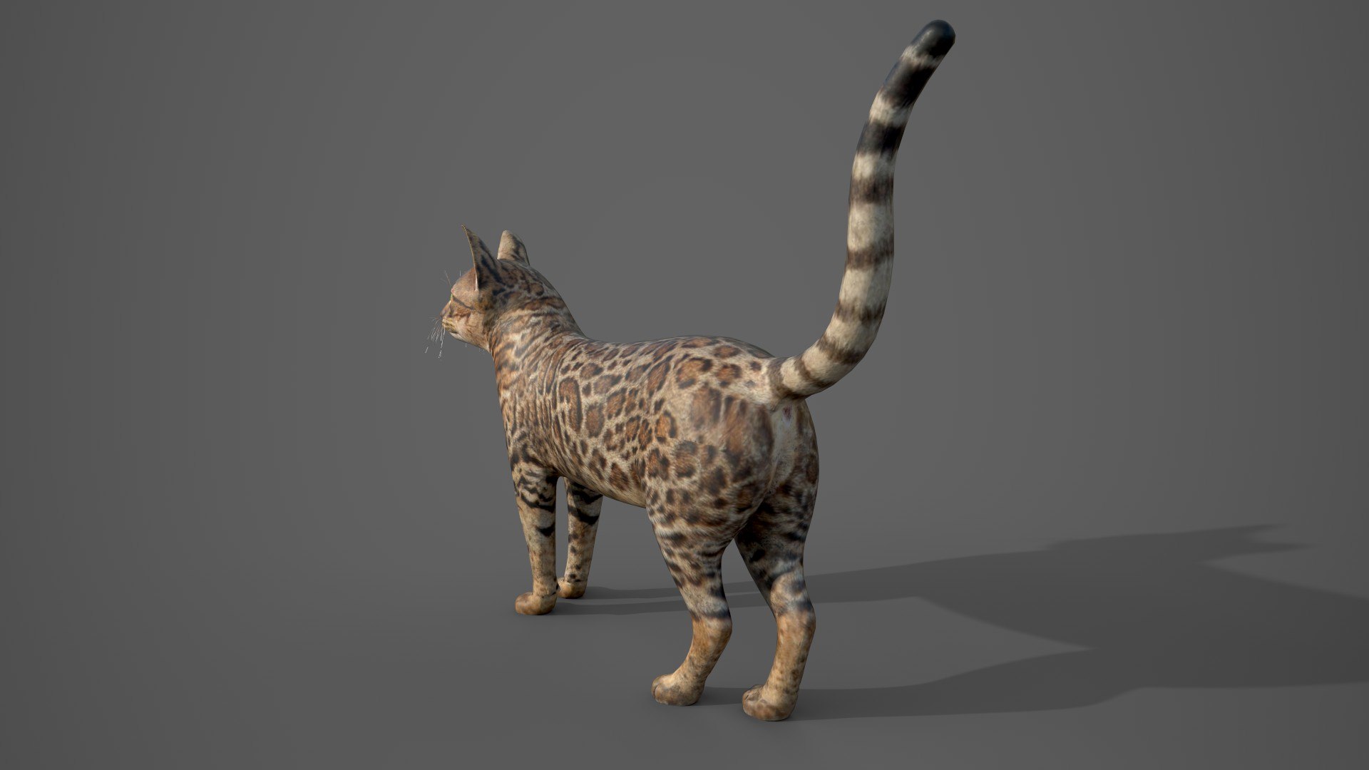 3D Cat Tabby Model - TurboSquid 1990435