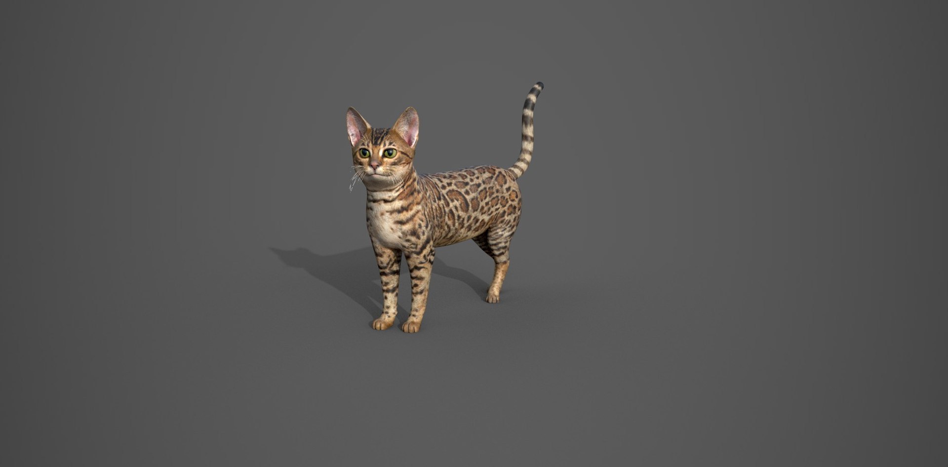 3D Cat Tabby Model - TurboSquid 1990435