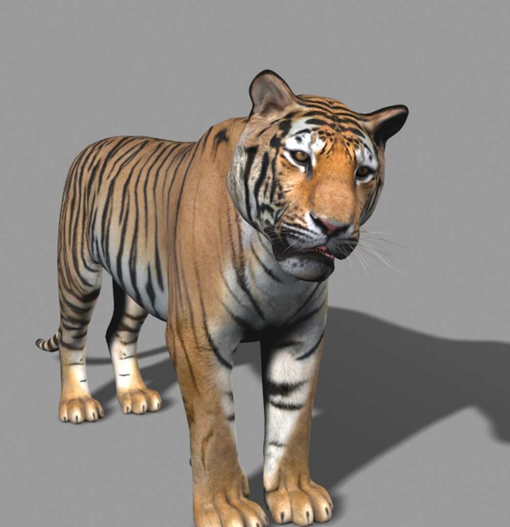professional cgi tiger 3d model