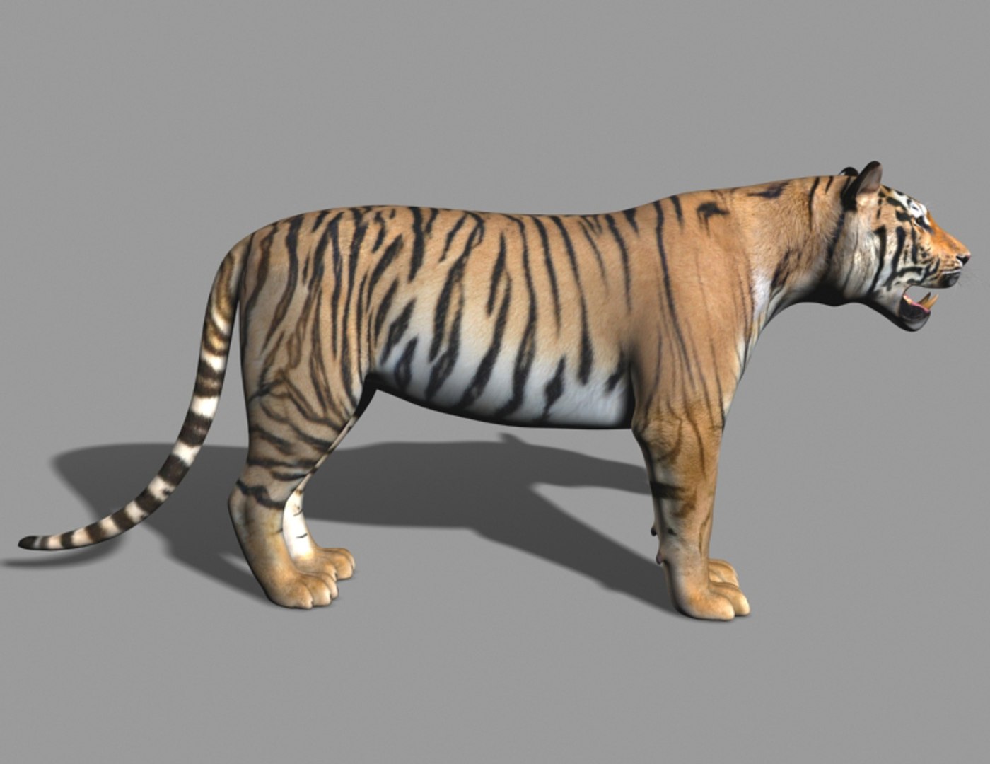professional cgi tiger 3d model