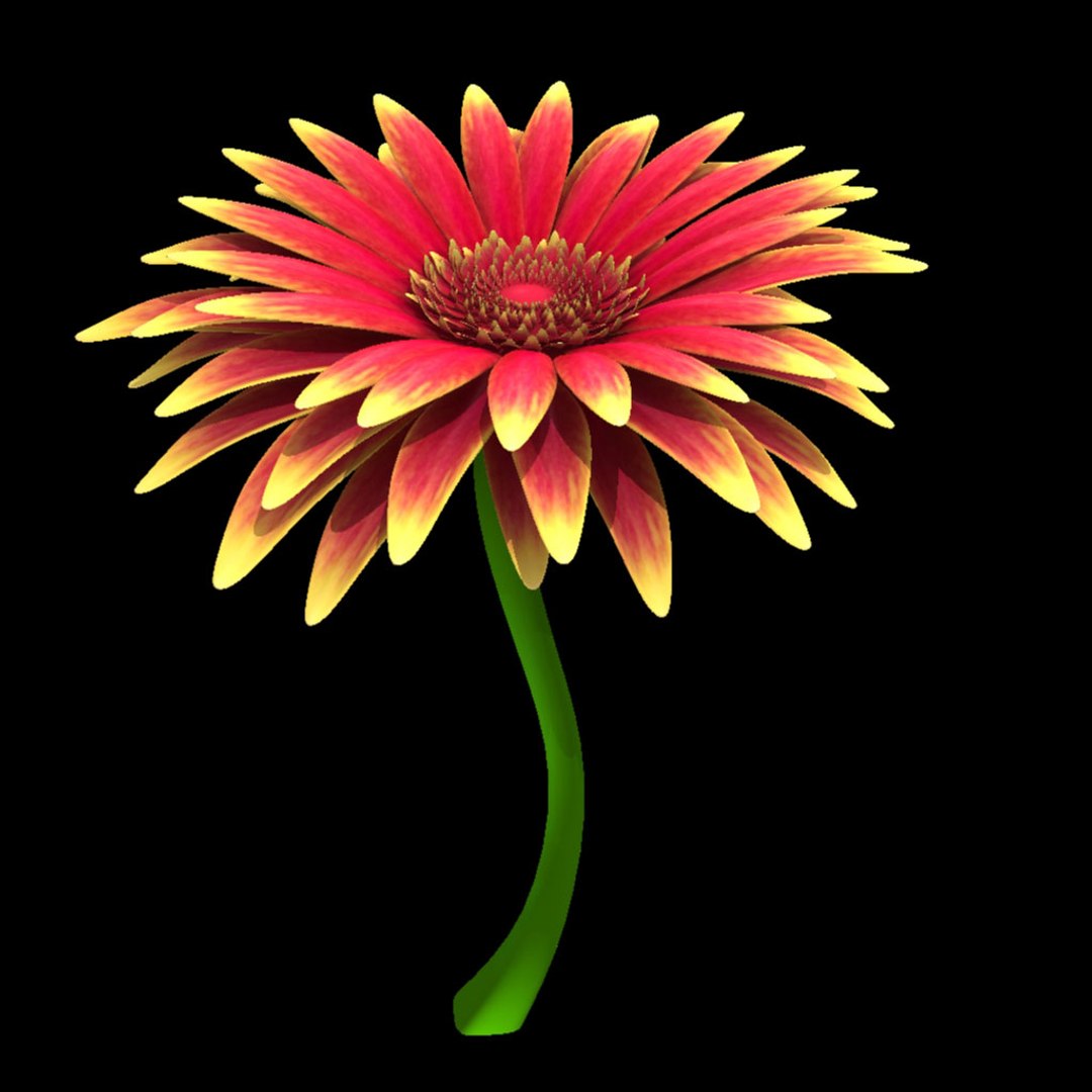 3d Gerbera Modeled Model