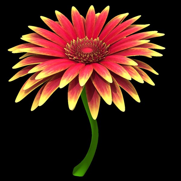3d gerbera orange model