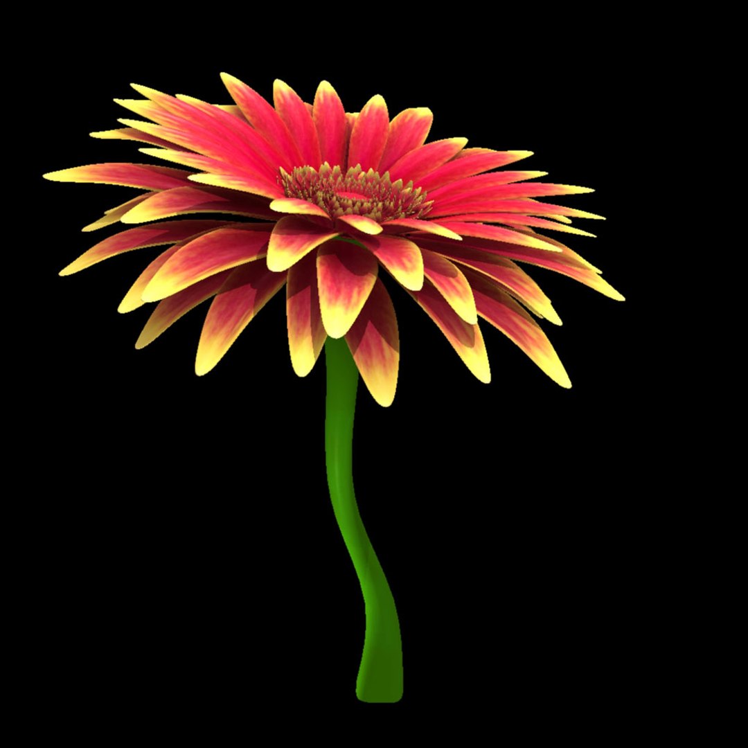 3d Gerbera Modeled Model