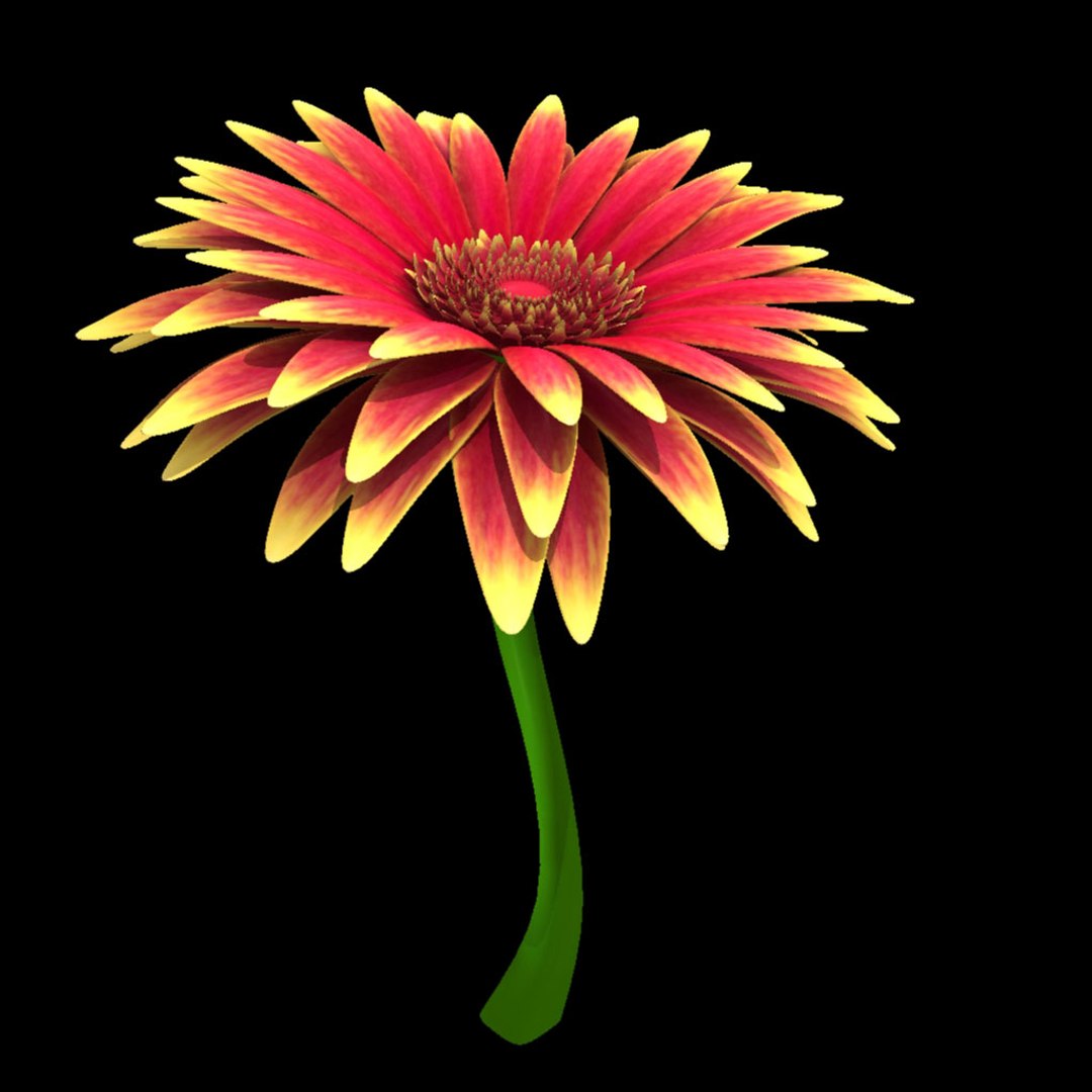 3d Gerbera Modeled Model