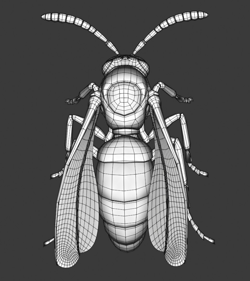 Wasp insect bug model - TurboSquid 1517670