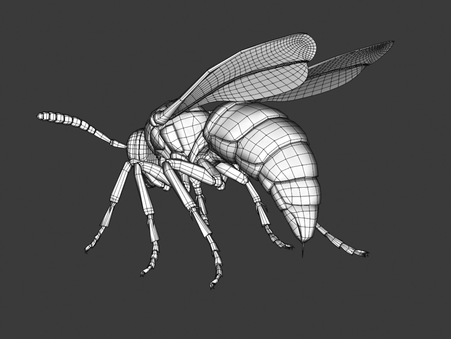 Wasp insect bug model - TurboSquid 1517670
