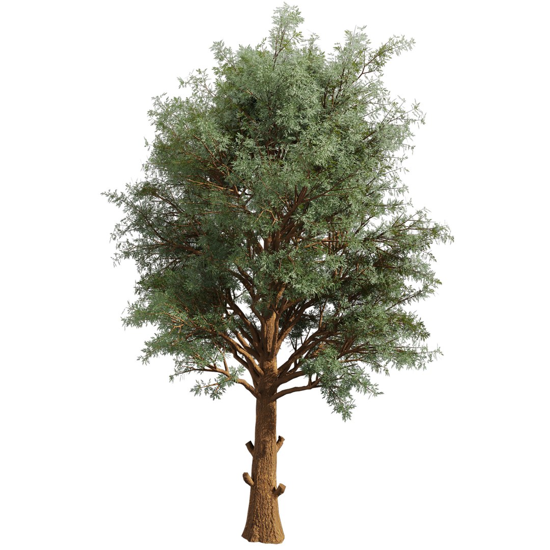 3D Collection Plant Vol 586 - Eucalyptus - Macarthurii - Tree - 3Ds Max ...