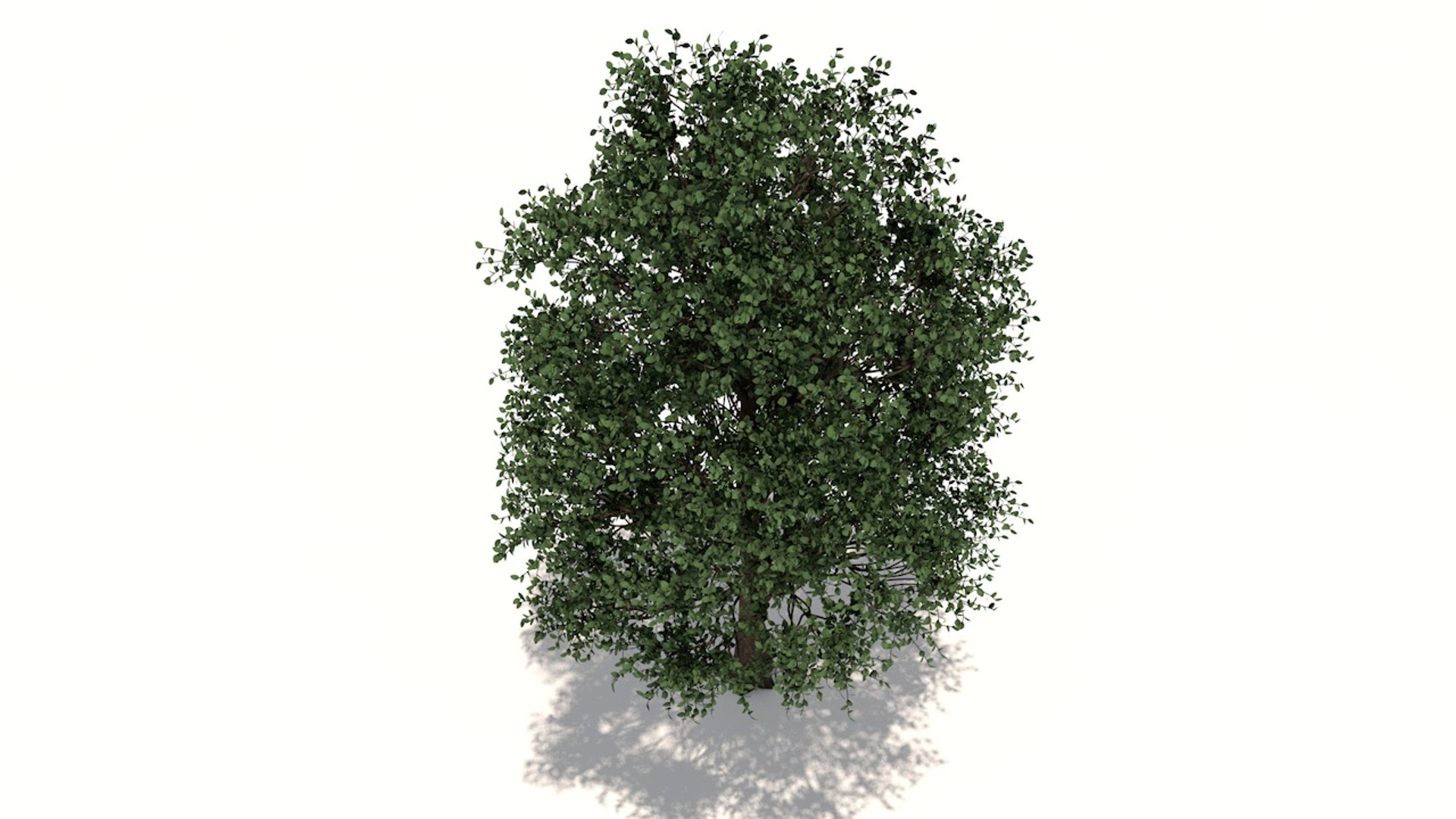 Eucalyptus Tree 3D Model - TurboSquid 1386796