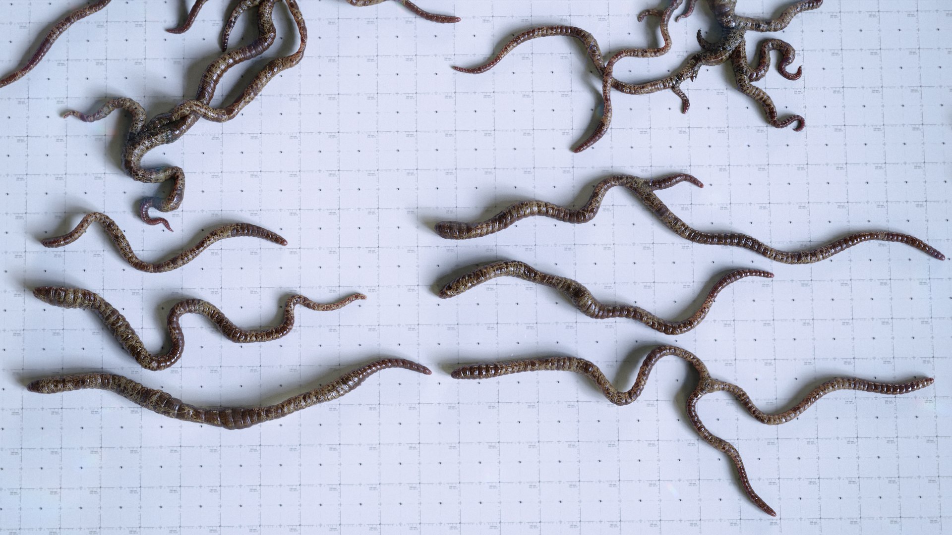 3D Model Alien Tendrils 22 Variants - TurboSquid 1480238