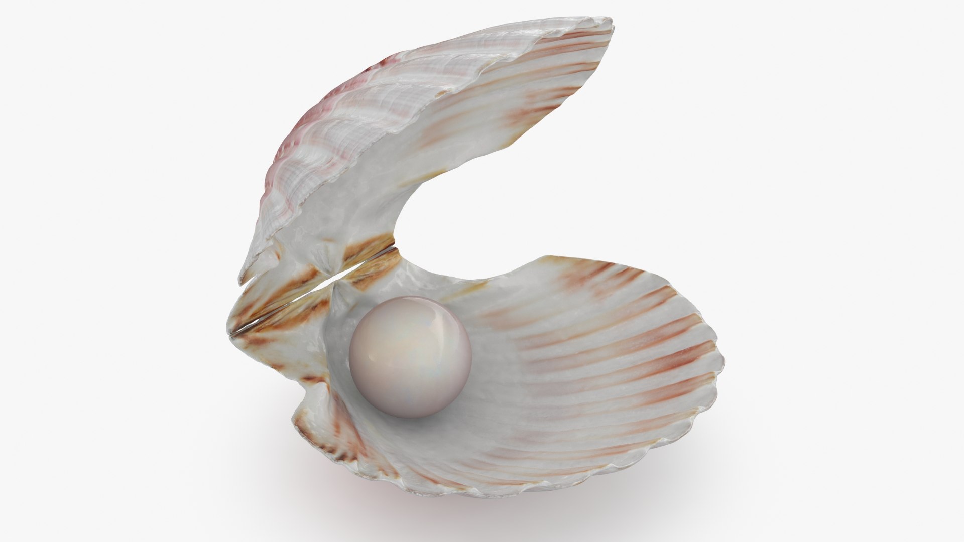 Clam Shell Pearl 01 Model - TurboSquid 2228245