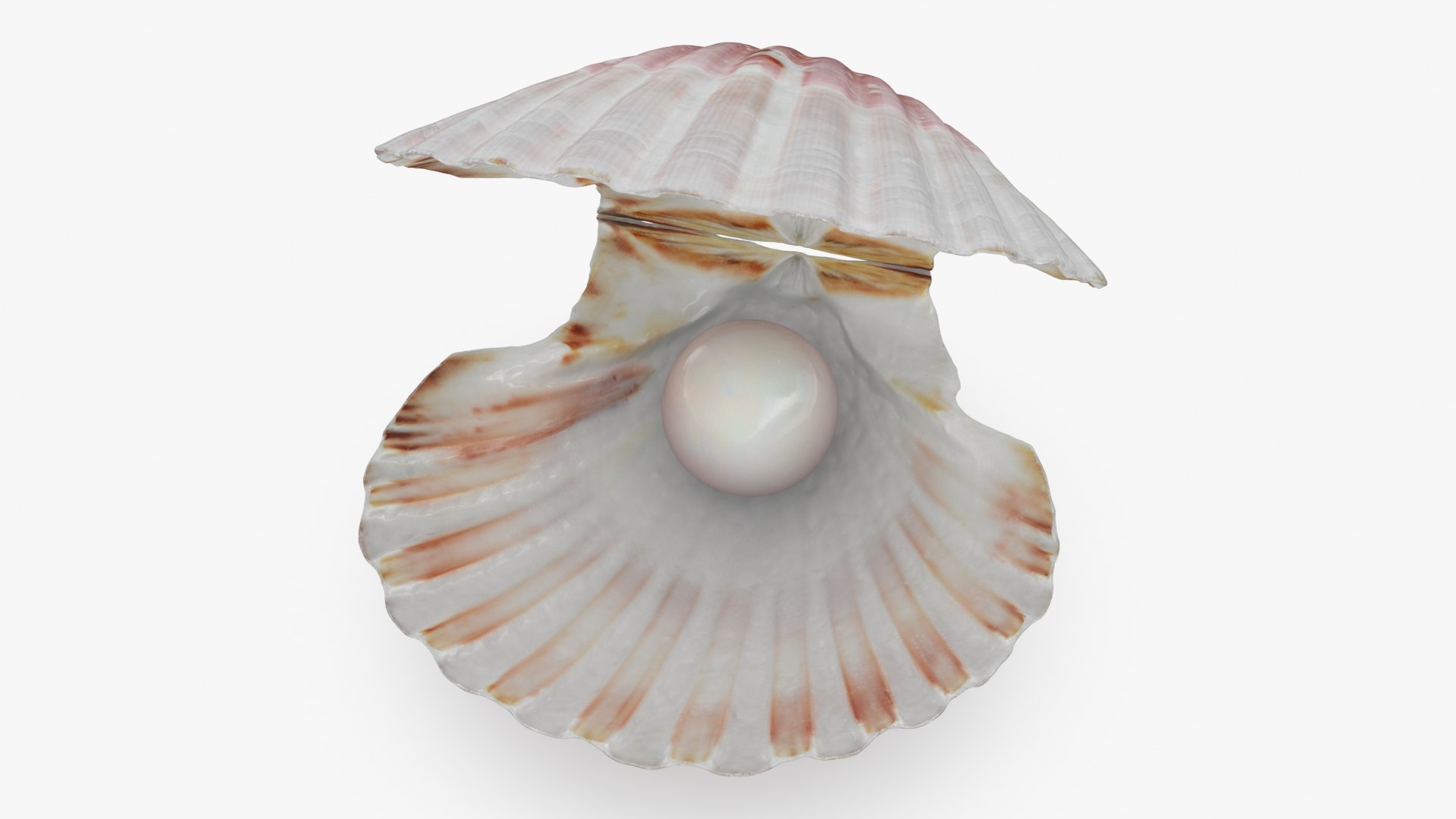 Clam Shell Pearl 01 Model - TurboSquid 2228245