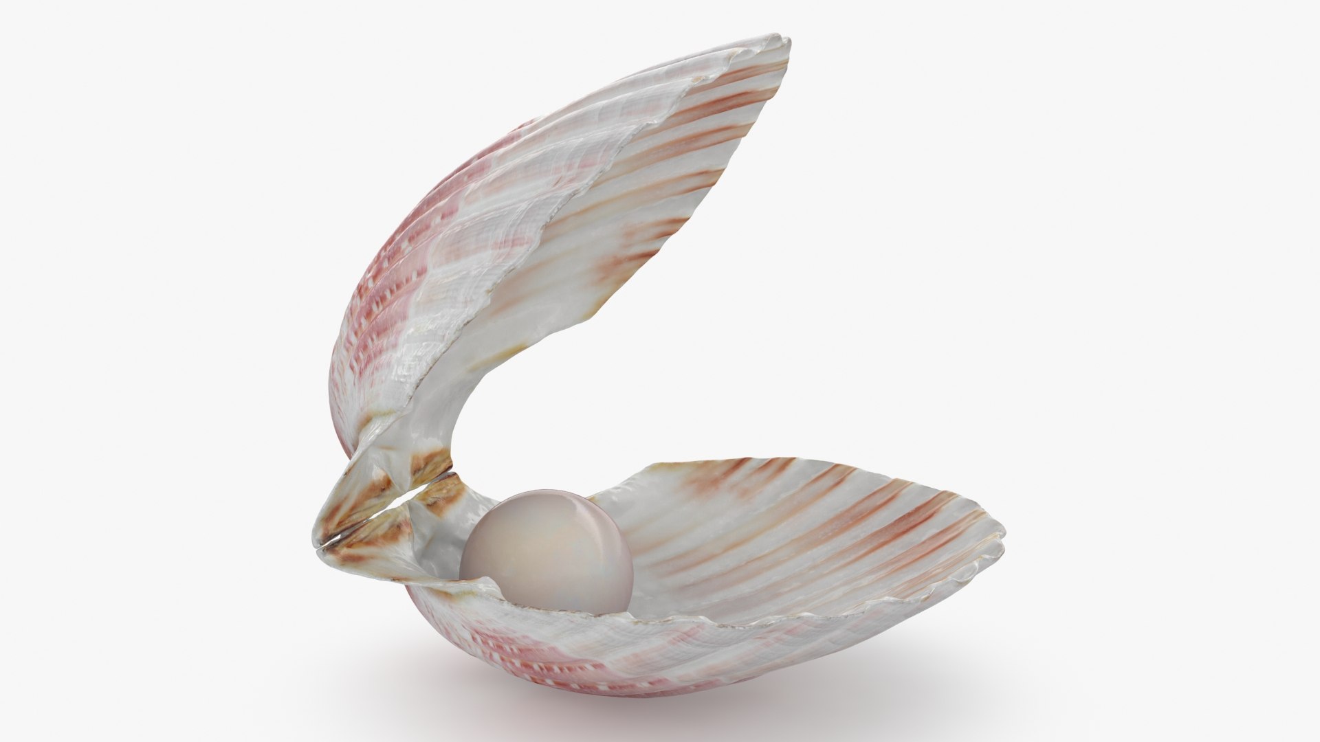 Clam Shell Pearl 01 Model - TurboSquid 2228245