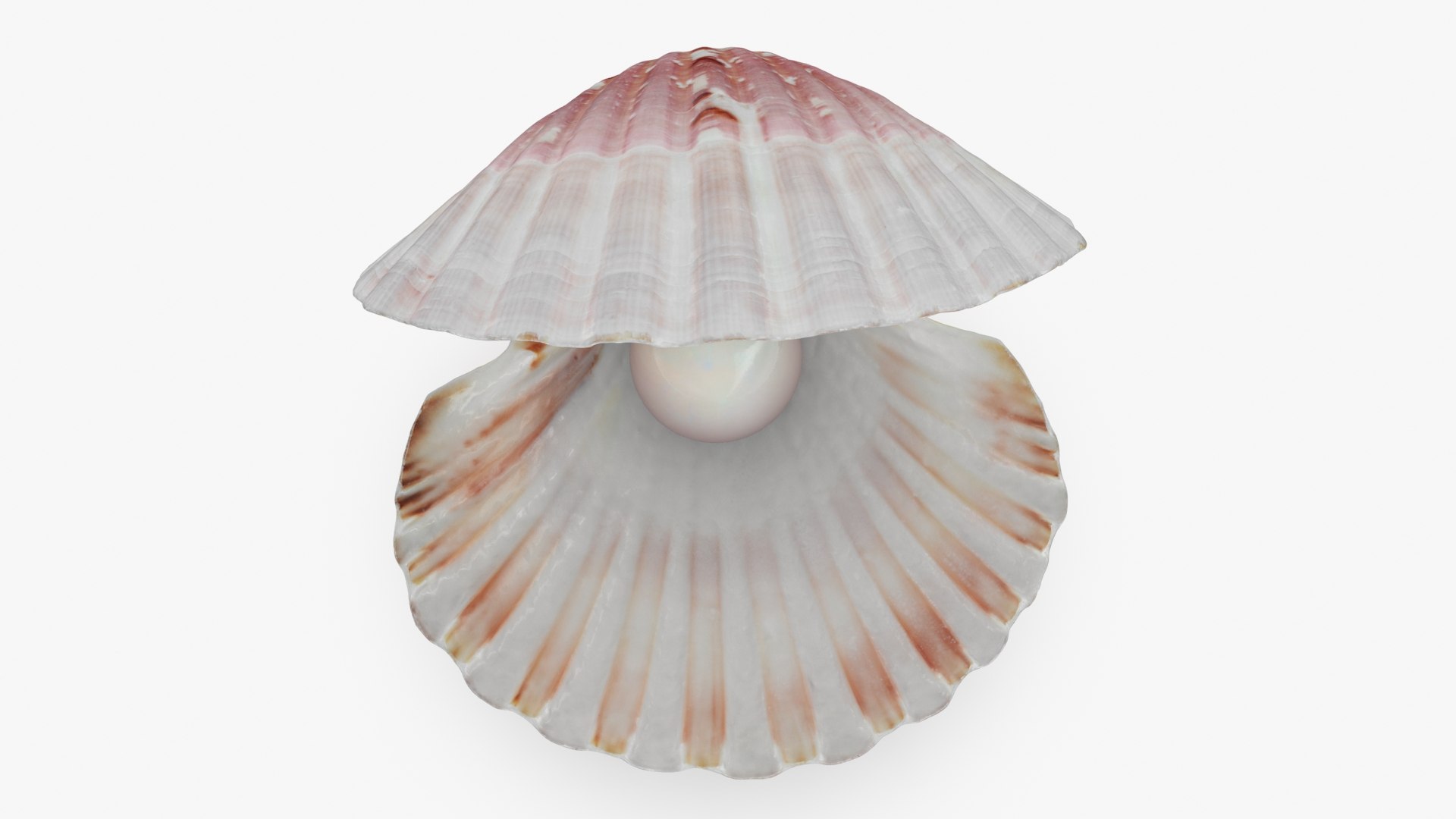 Clam Shell Pearl 01 Model - TurboSquid 2228245