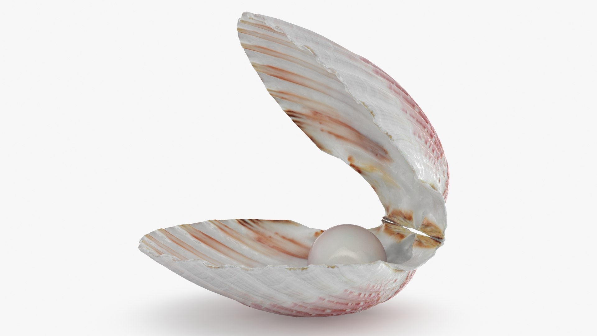 Clam Shell Pearl 01 Model - TurboSquid 2228245