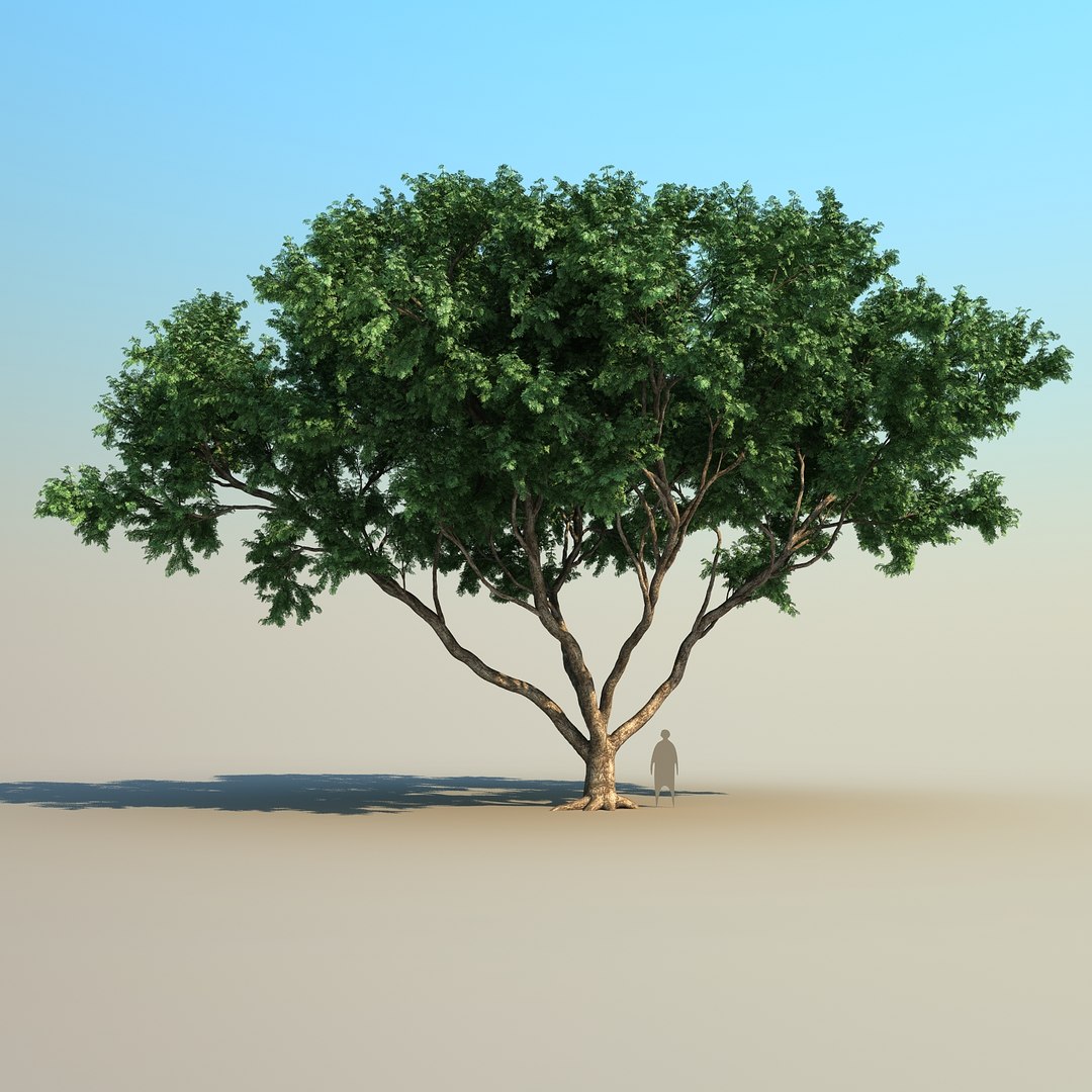 3d Model Samanea Saman