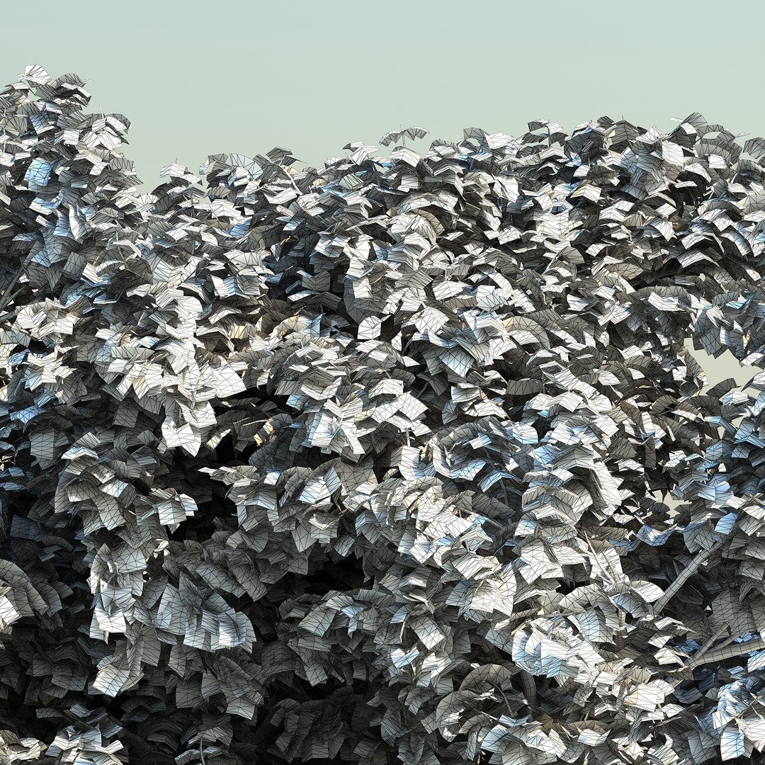 3d Model Samanea Saman