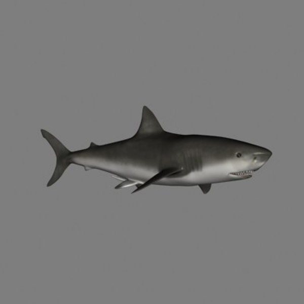 Großer weißer Hai 3D-Modell - TurboSquid 165960