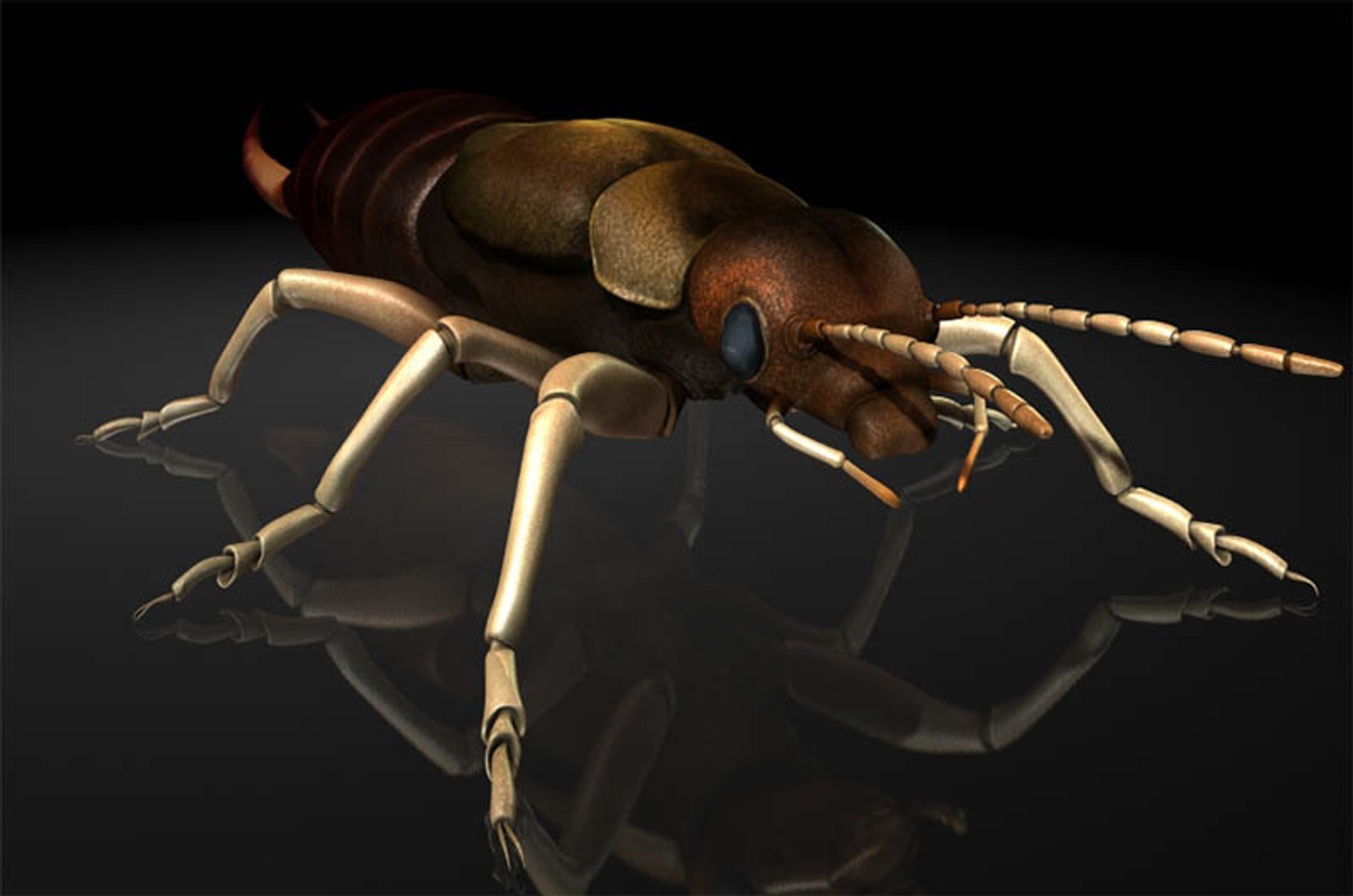 Earwigs Larvae Insects 3D Model - TurboSquid 1323181