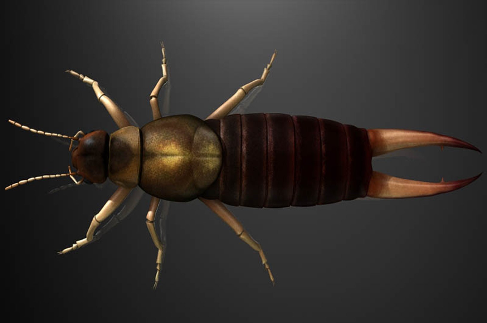 Earwigs Larvae Insects 3D Model - TurboSquid 1323181