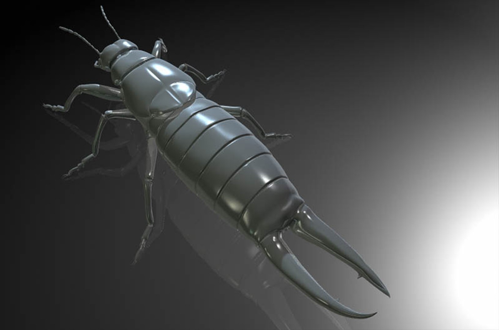 Earwigs Larvae Insects 3D Model - TurboSquid 1323181