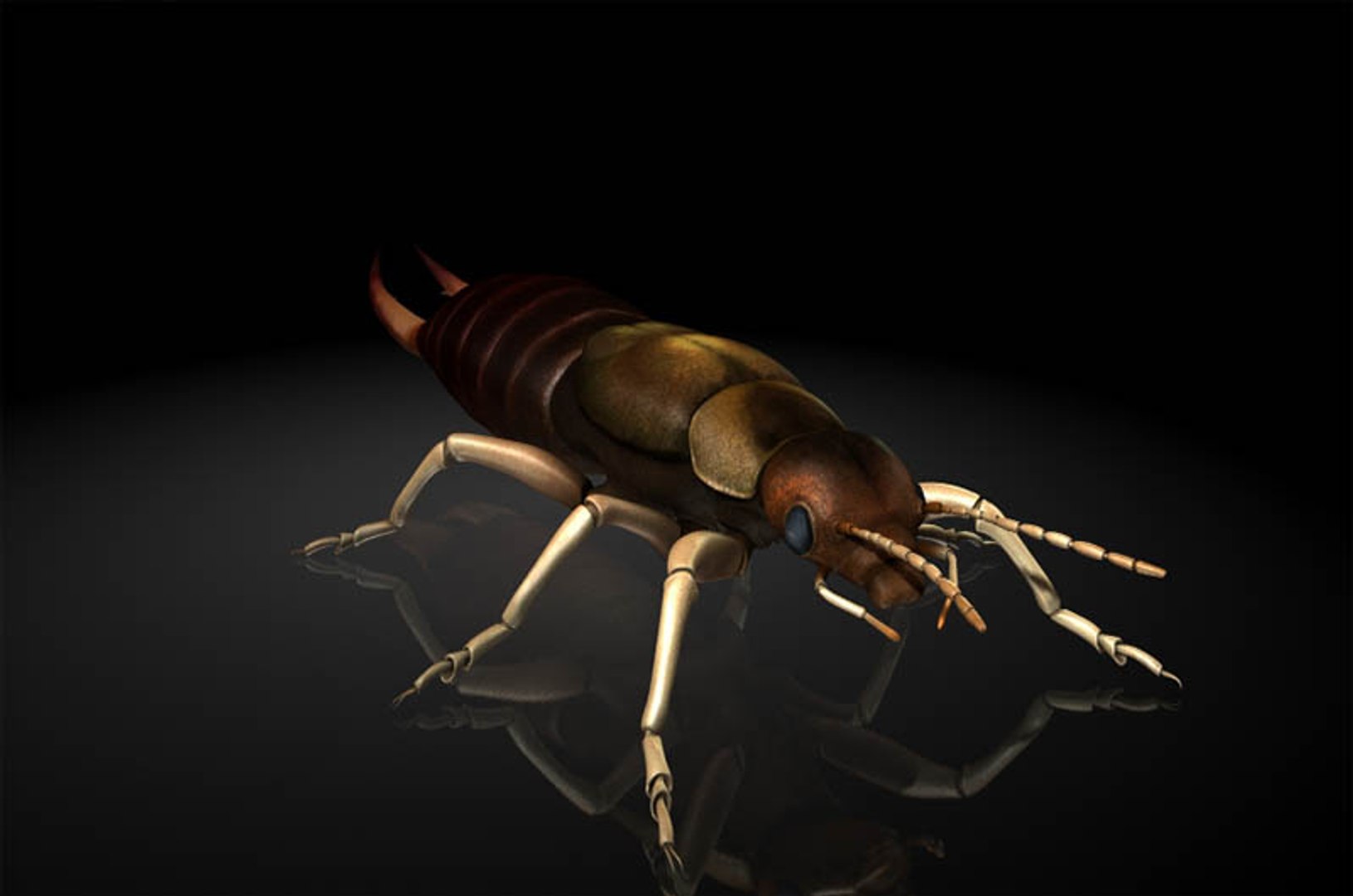 Earwigs Larvae Insects 3D Model - TurboSquid 1323181