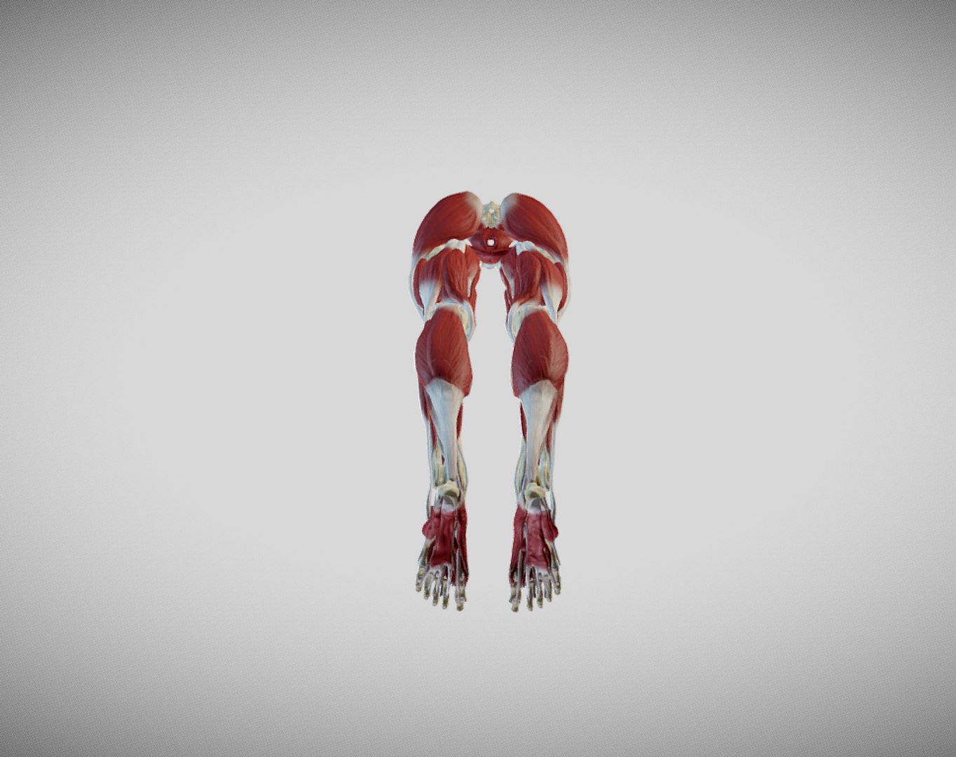 Female Lower Limb Anatomy 3D Model - TurboSquid 1612487