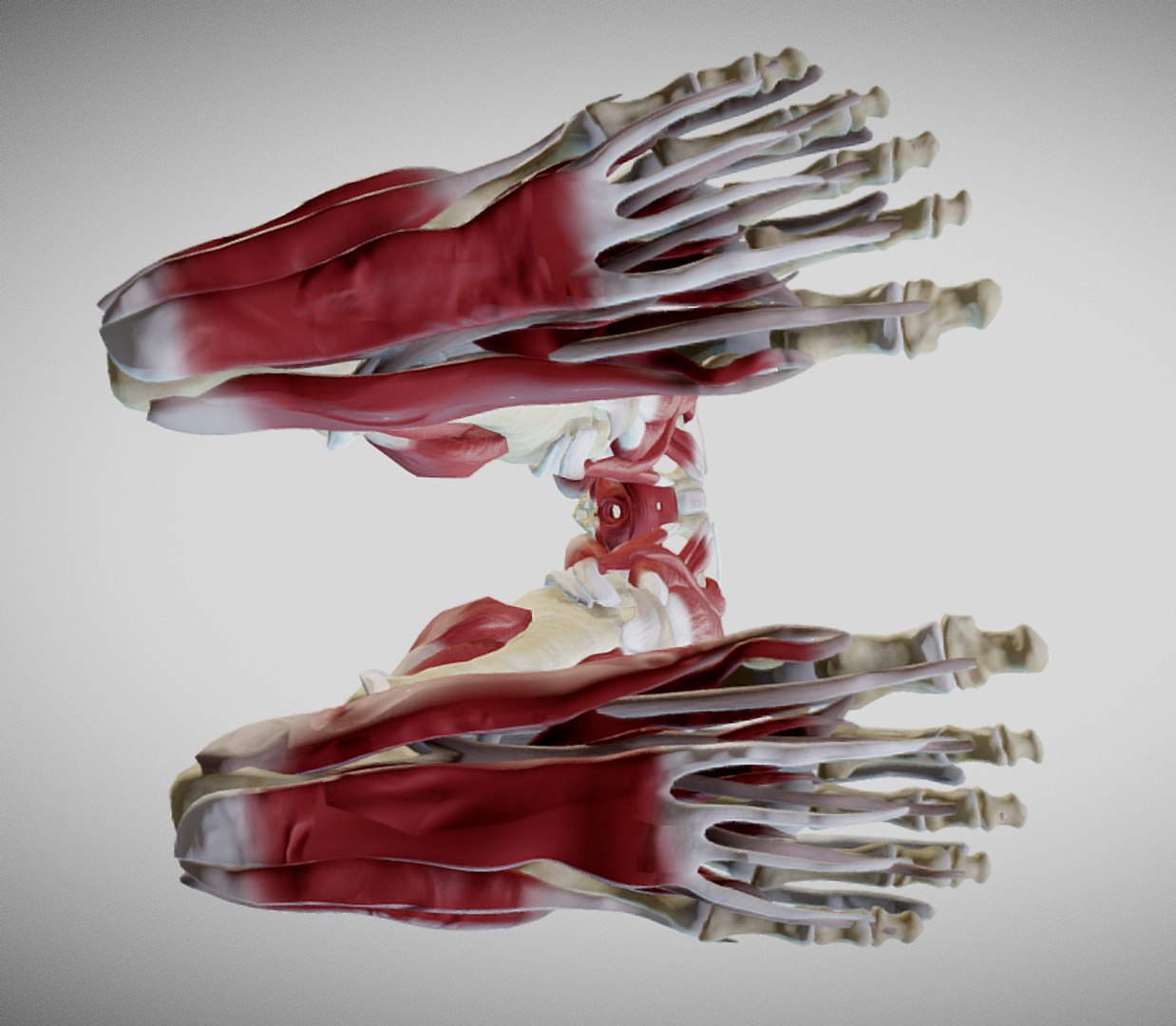 Female Lower Limb Anatomy 3D Model - TurboSquid 1612487