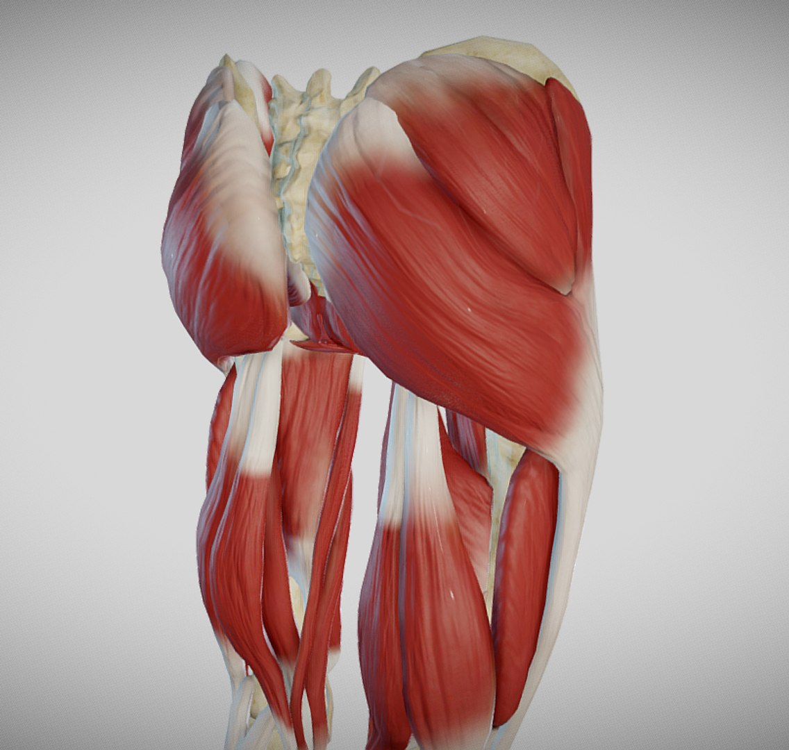 Female Lower Limb Anatomy 3D Model - TurboSquid 1612487