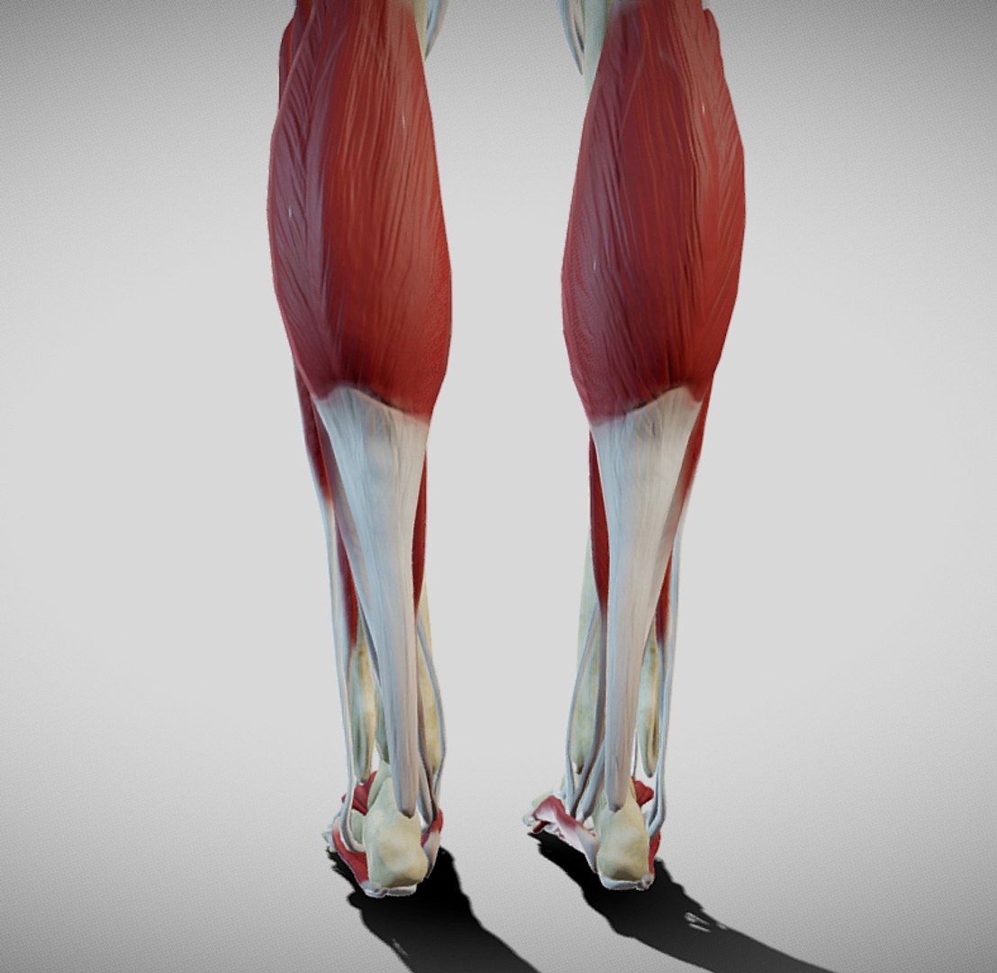 Female Lower Limb Anatomy 3D Model - TurboSquid 1612487