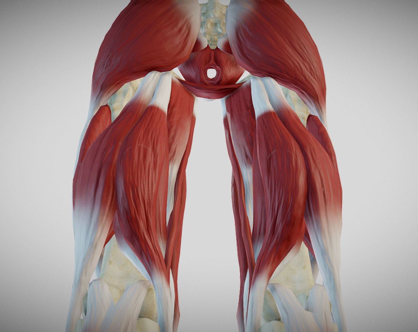 Female Lower Limb Anatomy 3D Model - TurboSquid 1612487