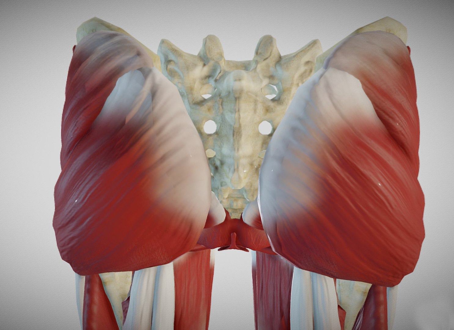 Female Lower Limb Anatomy 3D Model - TurboSquid 1612487