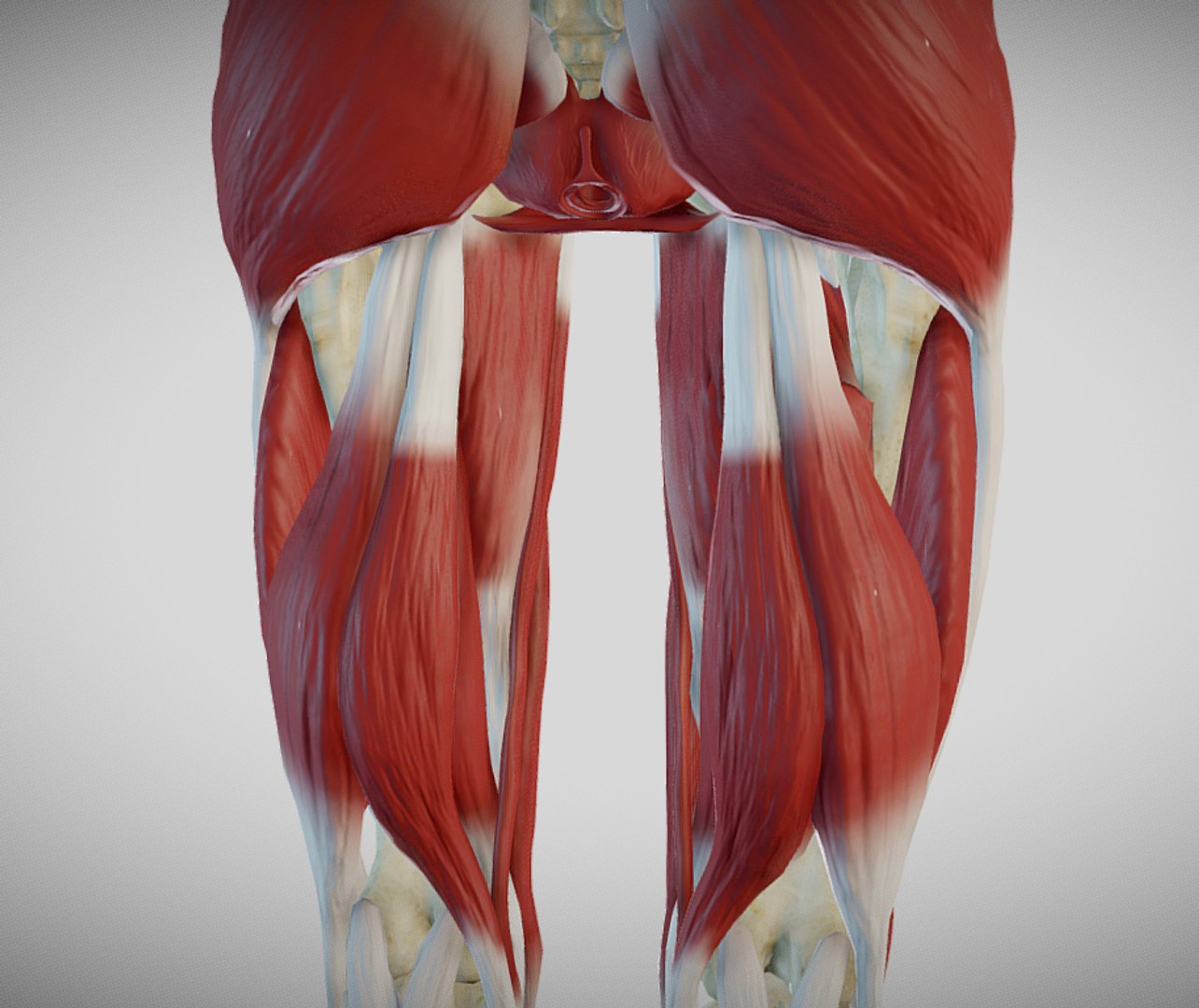 Female Lower Limb Anatomy 3D Model - TurboSquid 1612487